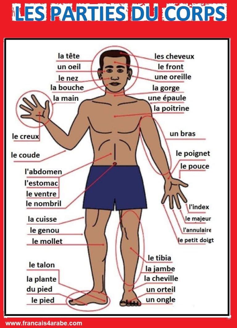 lexique de la santé : Les maladies et les symptômes en français • تعلم ...